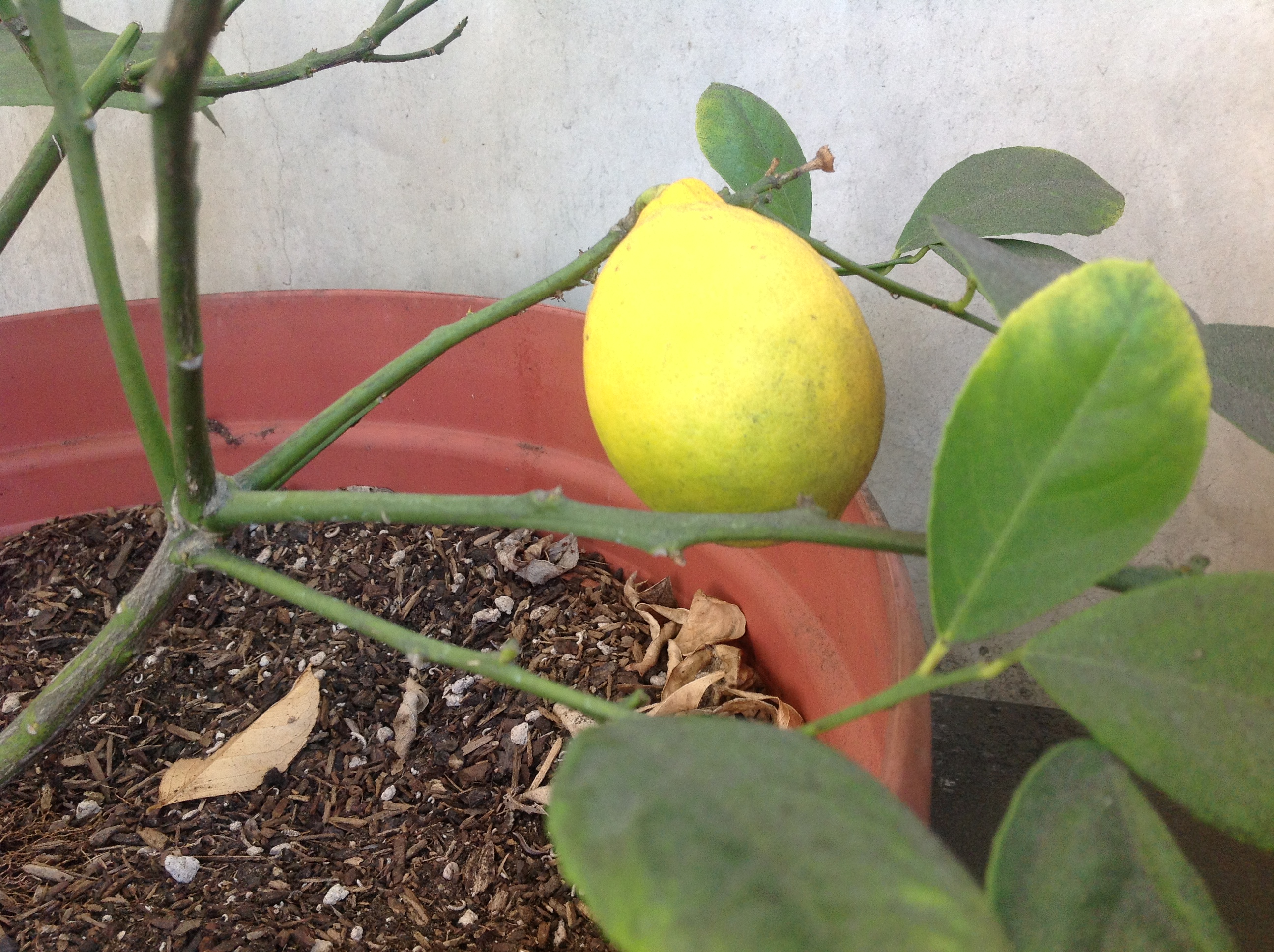 Will Anyone Buy Your $75 Lemon?